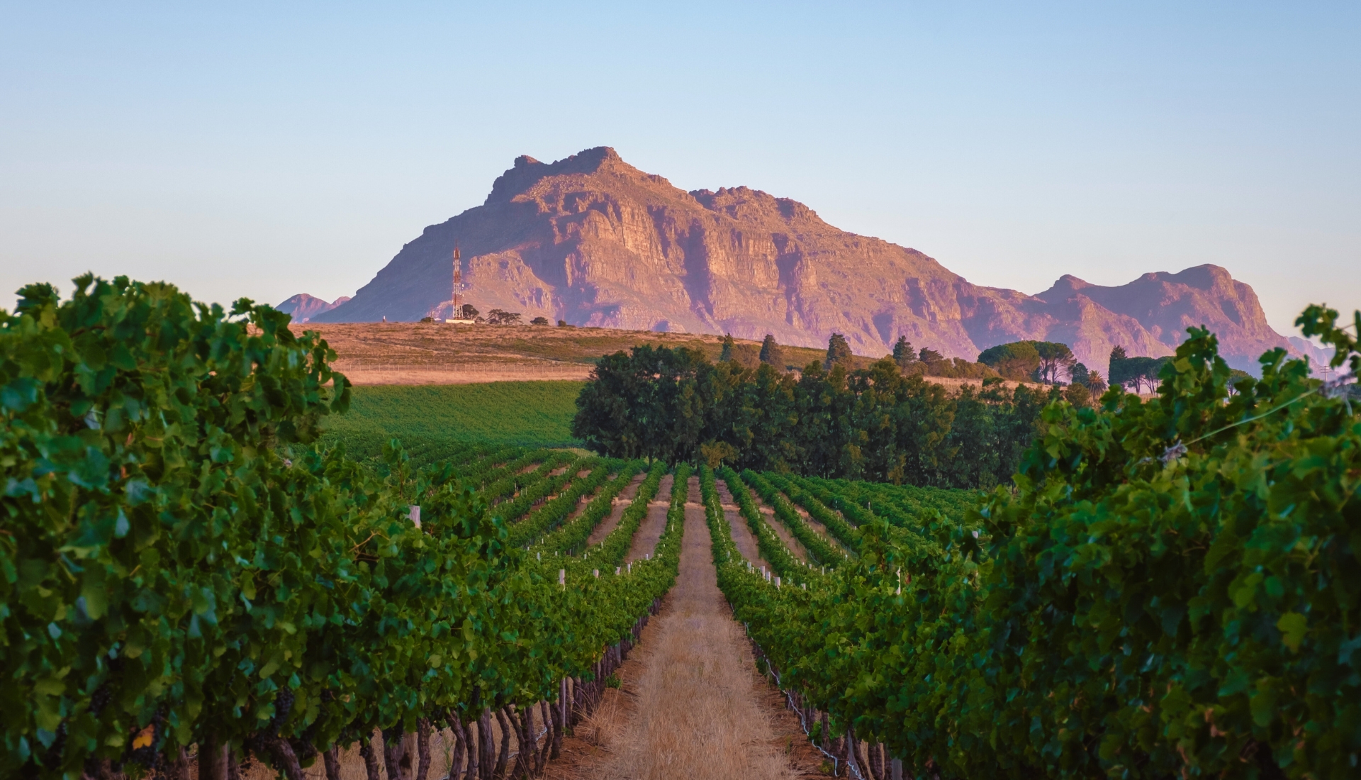 Cape Wine Group | South African Fine Wine Distributor